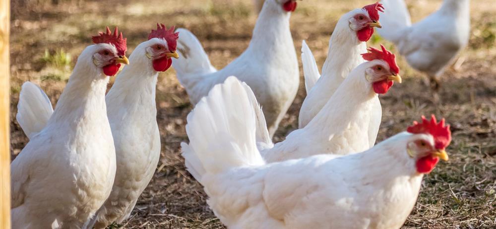 Caratteristiche fisiche dei polli e differenze tra i sessi – IlVerdeMondo