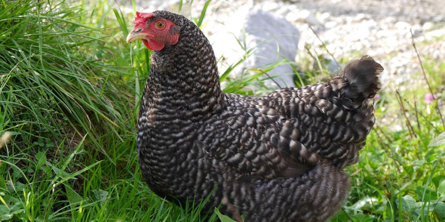 La Razza Amrock: Caratteristiche e curiosità – IlVerdeMondo