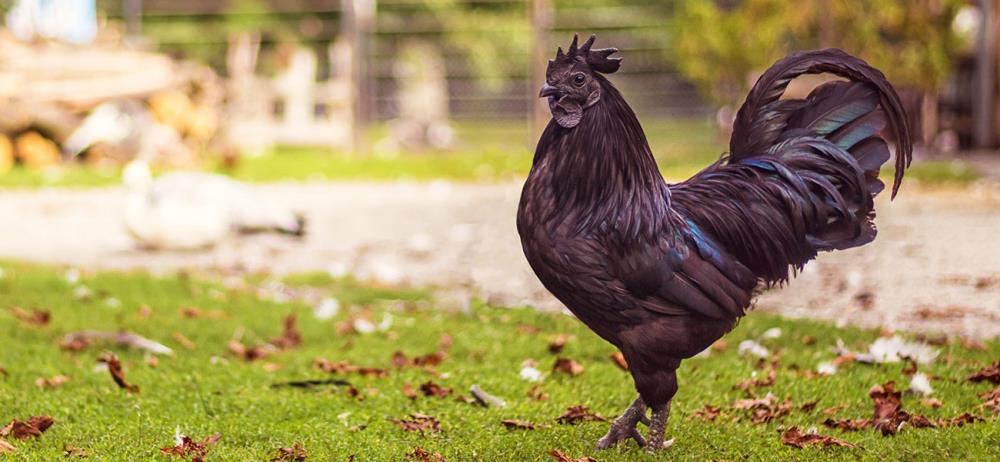 Come allevare polli Cemani: caratteristiche della gallina nera ...