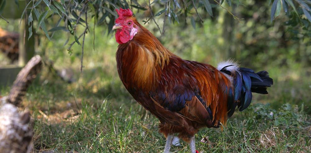 Caratteristiche della gallina di razza siciliana – IlVerdeMondo