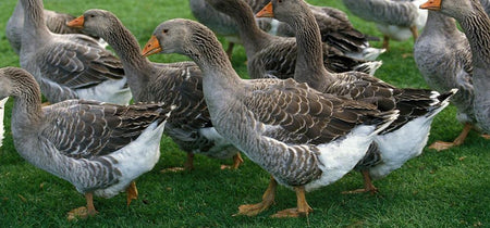 Oca di Tolosa: caratteristiche e allevamento – IlVerdeMondo